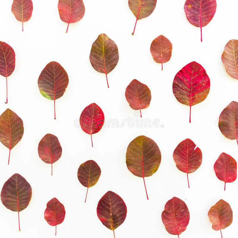 Autumn Fall Flat Lay on White Background Stock Image - Image of leaf ...