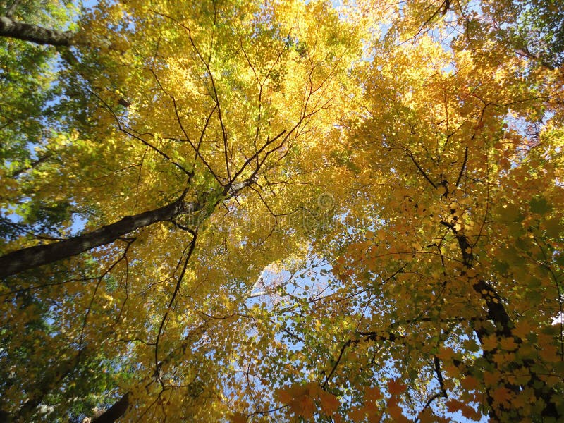 Autumn Fall Foliage Canopy stock image. Image of foliage - 16521095