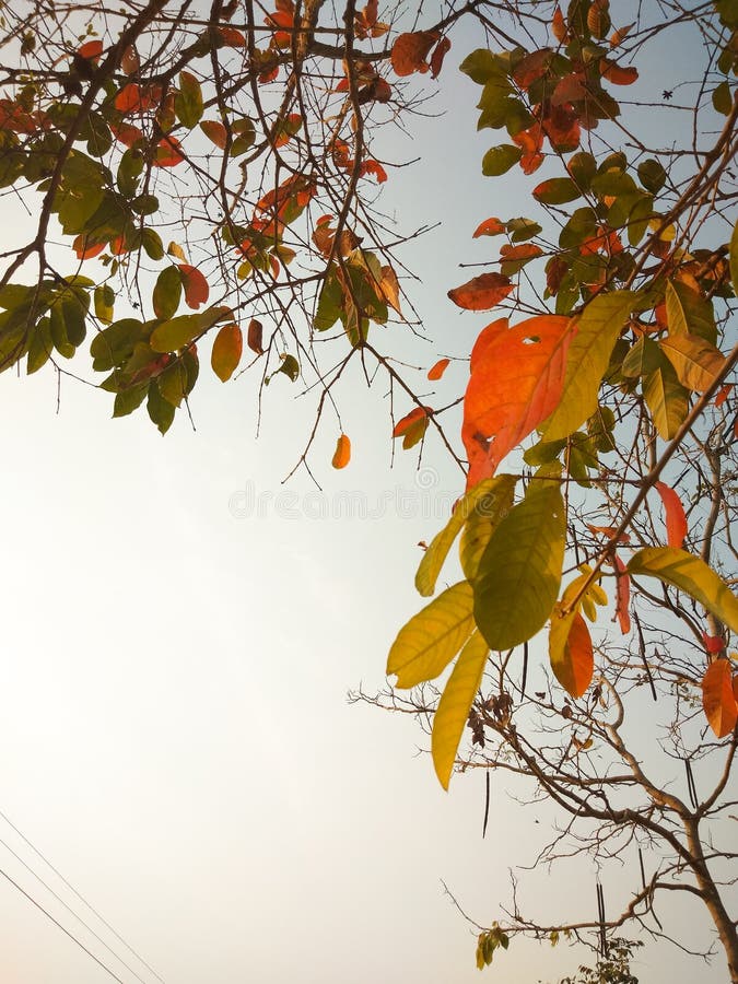 Autumn stock image. Image of autumn, wind, fall, foliage - 138183729