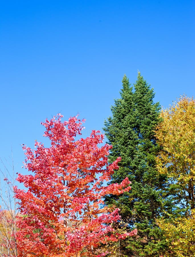 Autumn or fall foliage stock image. Image of hipster - 98216601