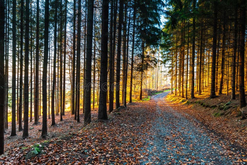 Autumn Fall Forest. Colorful Nature Scene, Soft Sunlight Colors Stock ...