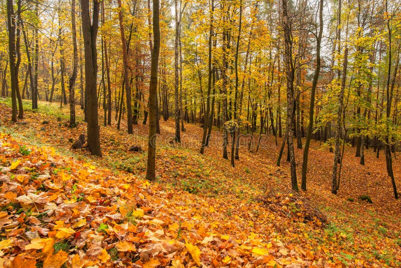 Autumn Fall Forest Landscape. Nature Scenery Stock Photo - Image of ...