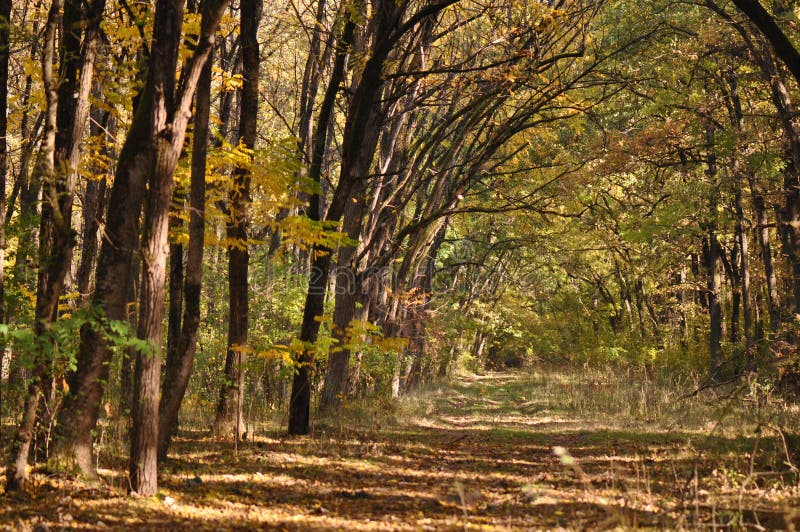 Autumn fall forest stock photo. Image of gold, romantic - 101886170