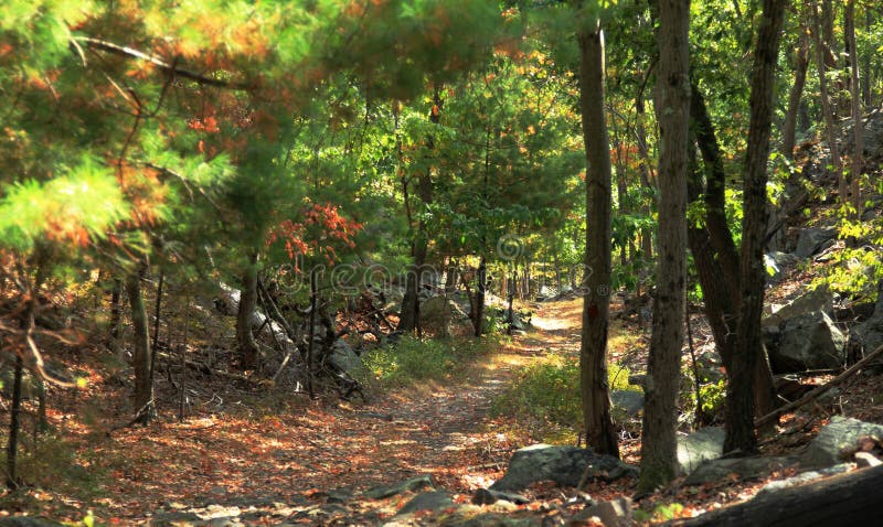 Autumn Fall Forest with Pathway Stock Image - Image of park, pathway ...
