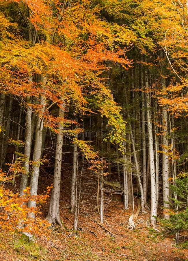 Autumn forest stock photo. Image of october, slope, high - 61121708