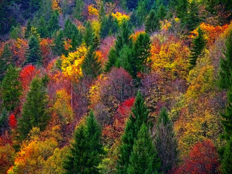 Autumn Fall Forest Trees Landscape Colorido Foto de archivo - Imagen de ...