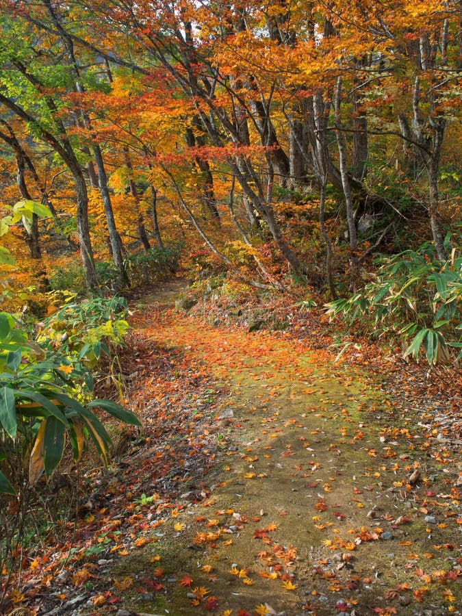 Autumn fall garden path stock photo. Image of colorful - 65815664