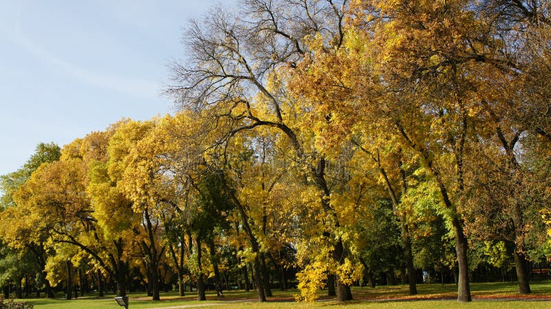 Autumn Leaves stock image. Image of lamina, portland - 100873693