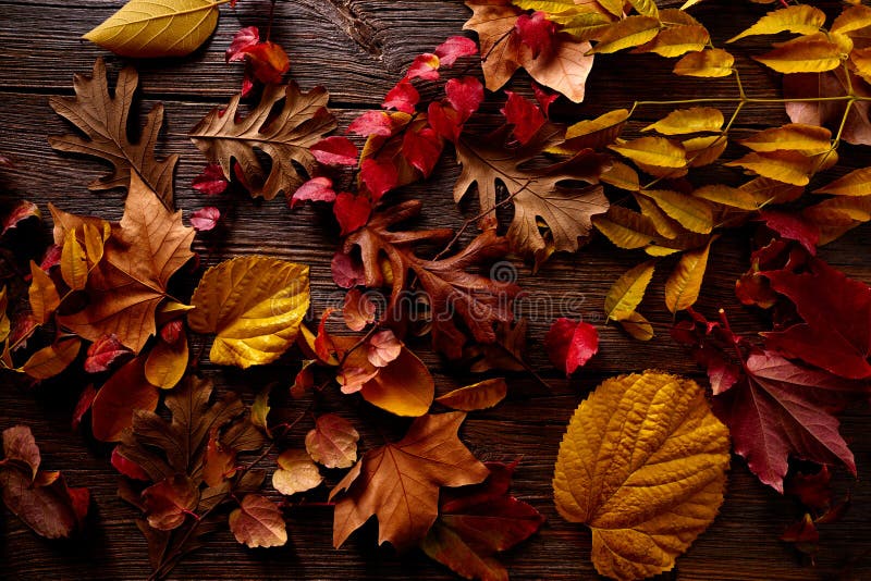 Fall golden leaves. stock photo. Image of textured, tree - 3396606