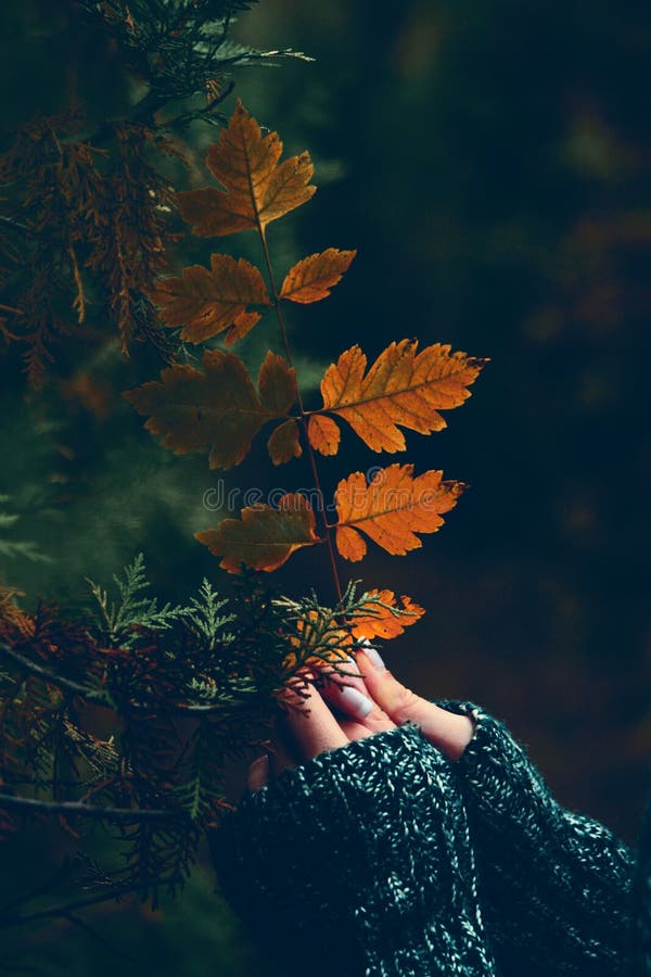 Autumn, Fall, Hands, Holding Picture. Image: 103100314