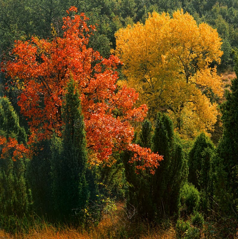 Autumn stock photo. Image of season, color, bulgaria - 63094734