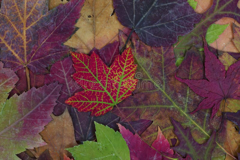 Autumn or Fall Leaf Background in Filled Frame Format Stock Photo ...