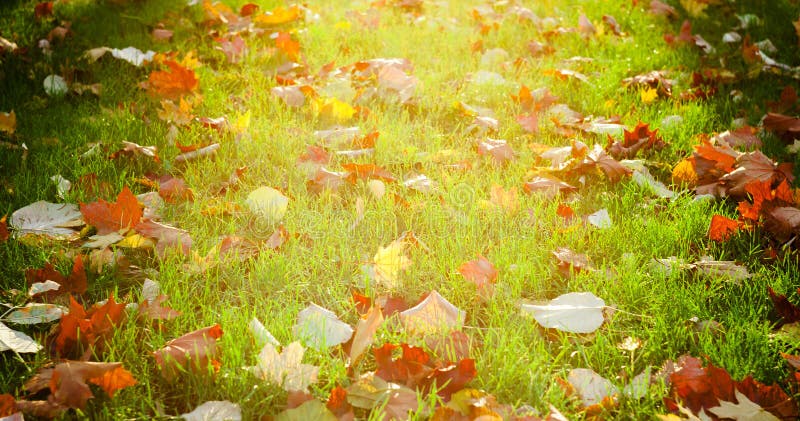 Autumn or Fall Leaf in the Green Grass Stock Image - Image of beautiful ...