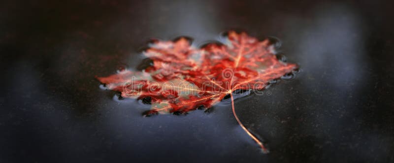 Autumn Fall Leaf in Water with Reflection Stock Photo - Image of ...