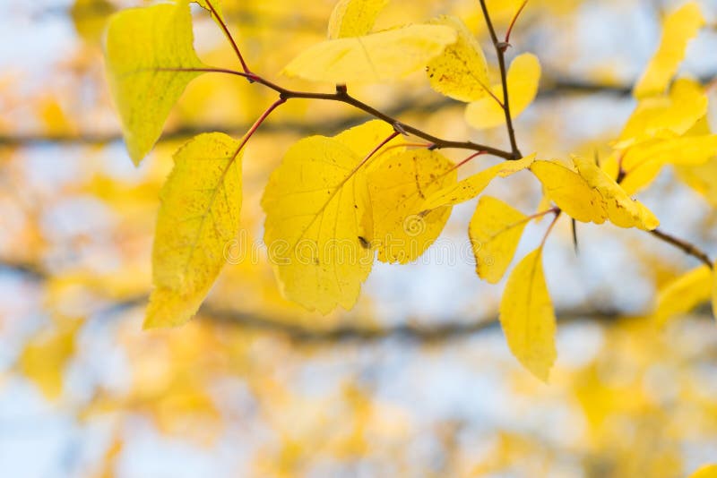 Autumn, Fall Leafs. Nature Background, Outdoor Stock Image - Image of ...