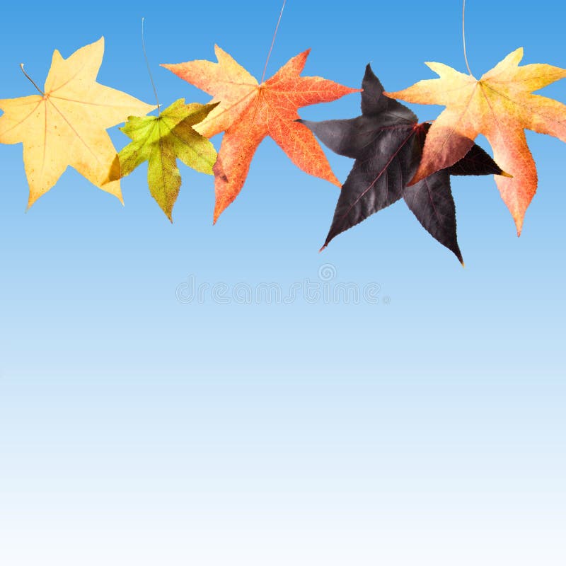 Autumn Fall Leaves stock image. Image of leaves, plant - 3570719