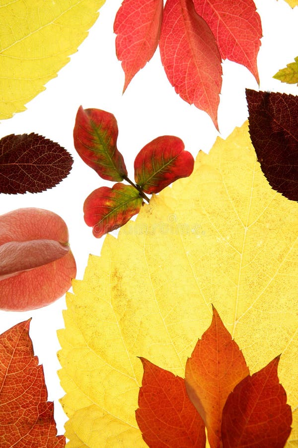 Autumn, Fall Leaves Decorative Still at Studio Stock Image - Image of ...