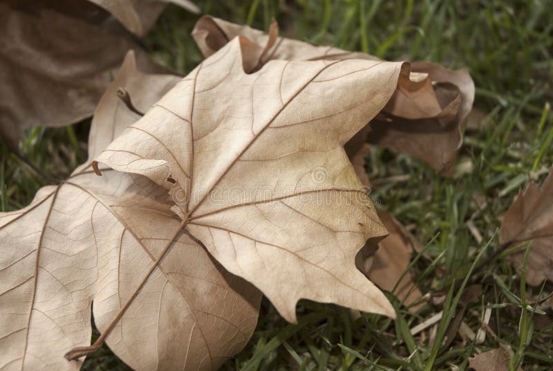 Autumn Fall Leaves on Grass Background Scene Stock Image - Image of ...