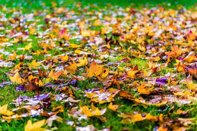 Autumn Fall Leaves on Grass Stock Image - Image of yellow, season: 45941059