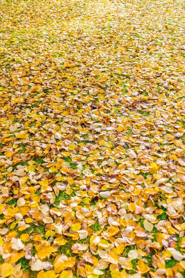 Autumn Fall Leaves on Grass Stock Image - Image of green, flora: 45941139