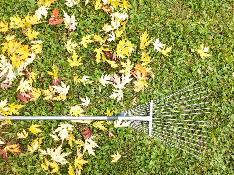 Autumn Fall Leaves Rake Background Stock Photo - Image of autumn, flora ...
