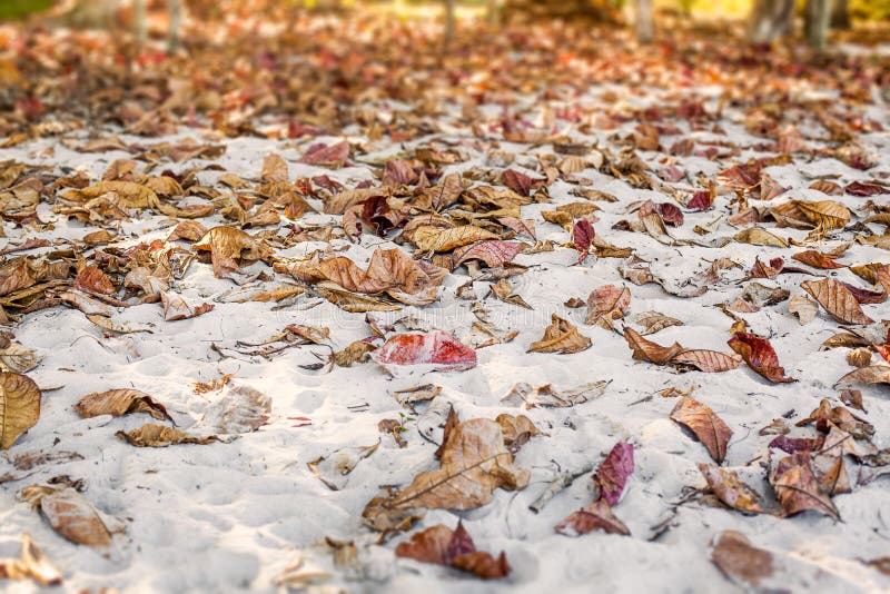 Autumn Fall Leaves in Sand on the Beach Background Stock Photo - Image ...