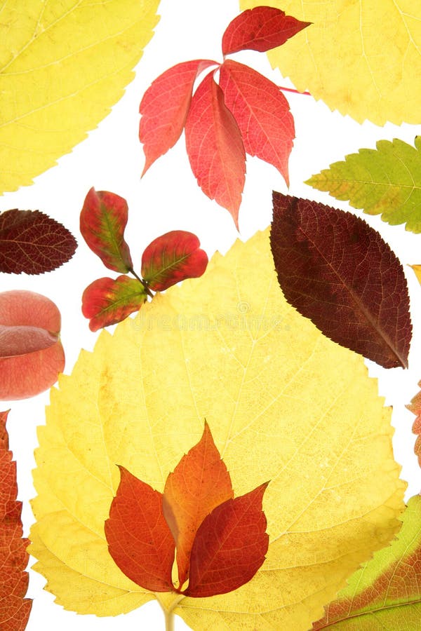 Autumn, Fall Leaves Still White Background Stock Photo - Image of ...