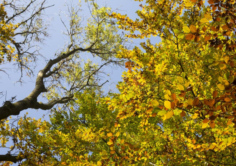 Autumn Fall Leaves on Trees Stock Image - Image of forest, colour: 73863527