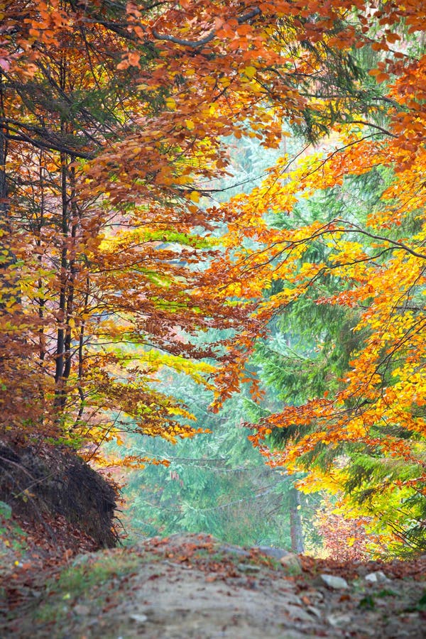 Autumn Fall Leaves Variopinto in Paesaggio E Sentiero Per Pedoni Della ...