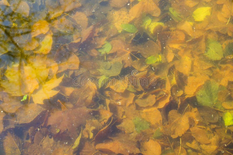 Autumn and Fall Leaves in the Water Stock Photo - Image of outdoor ...