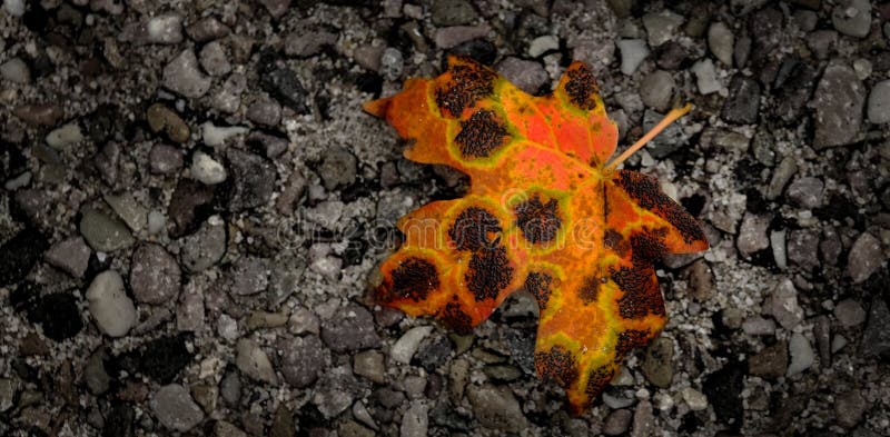 Autumn Fall Maple Leaf Spotted on Gravel Asphalt Colors and Texture ...