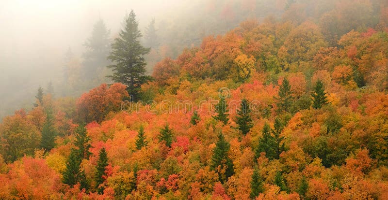 Autumn Fall Maple and Pine Trees with Fog on Mountainside Stock Image ...