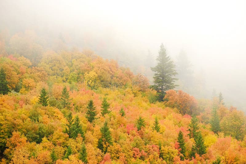 Autumn Fall Maple and Pine Trees with Fog on Mountainside Stock Image ...