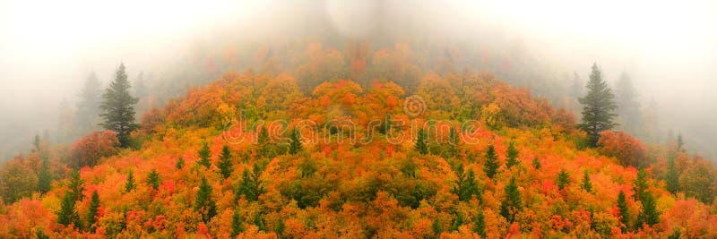 Autumn Fall Maple and Pine Trees with Fog on Mountainside Panoramic ...