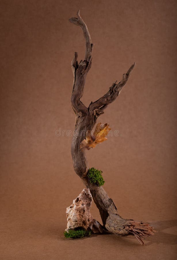 Autumn Fall Modern Still Life Stock Image - Image of autumn, concept ...