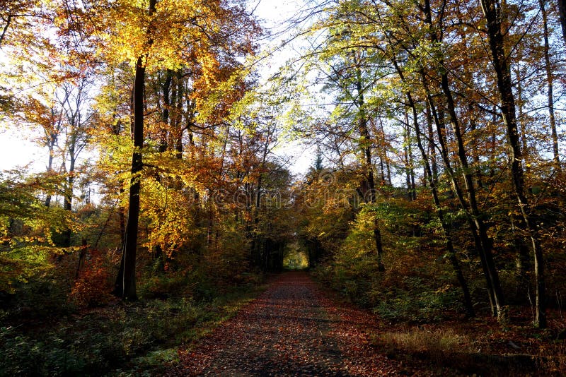 Autumn. Fall Nature Scene. Autumnal Park. Light, Scenics. Stock Photo ...