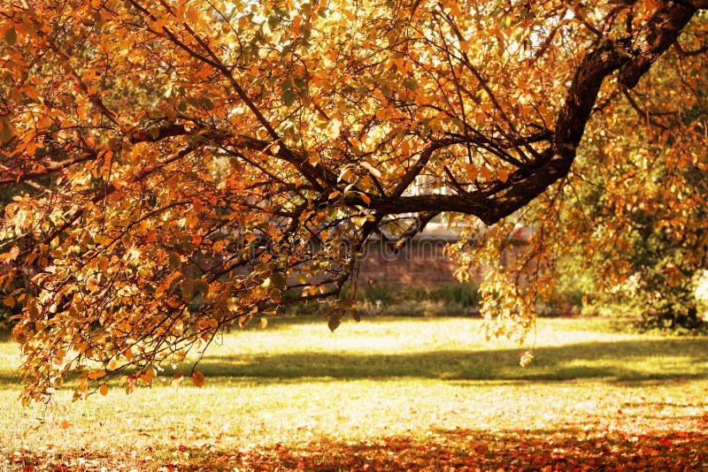 Autumn Fall Orange Tree in Park. Stock Image - Image of design, october ...