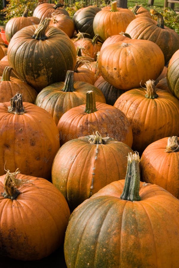 Autumn (Fall) Pumpkins stock image. Image of decoration - 3431791