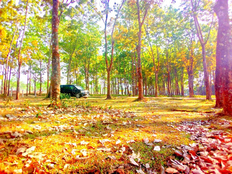 Autumn fall stock photo. Image of wood, fall, running - 141055474