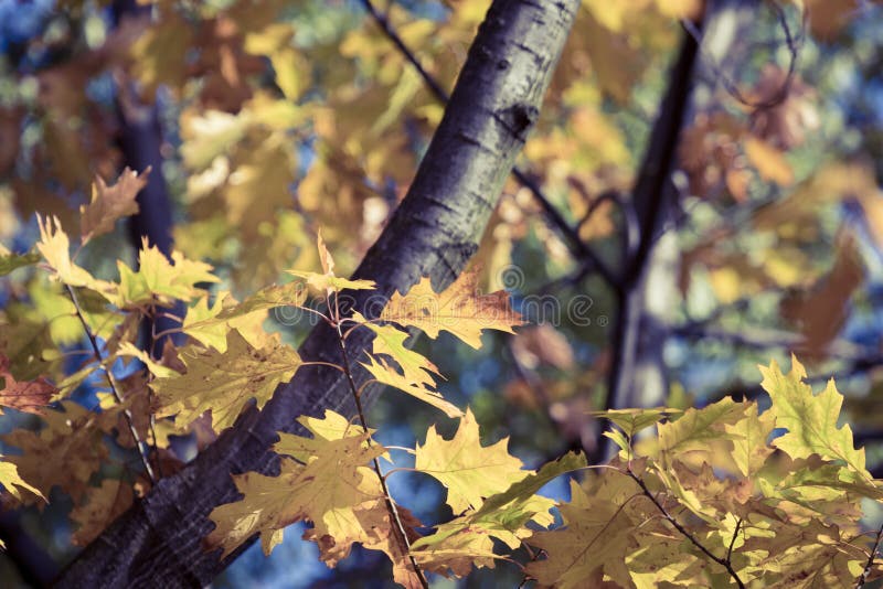 Autumn. Fall Scene. Beauty Nature Scene Trees and Leaves Stock Photo ...