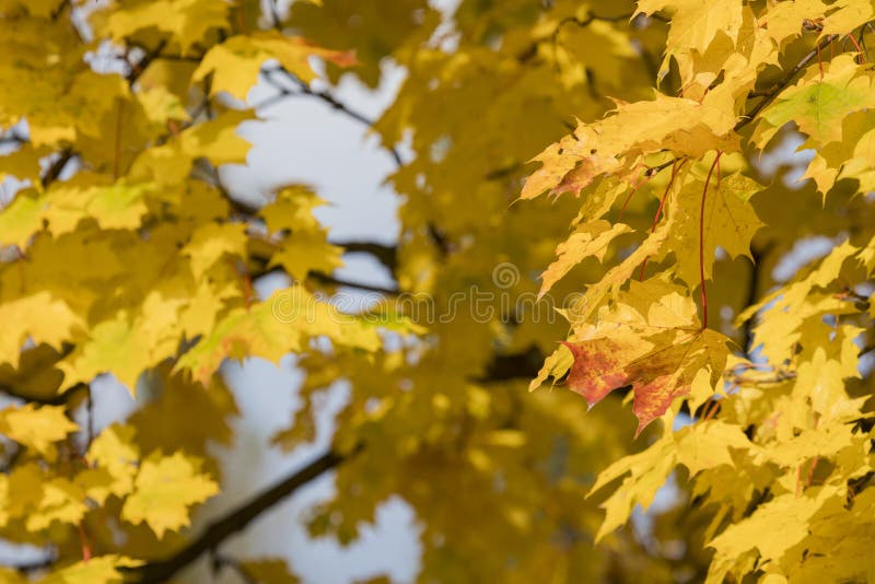 Autumn. Fall Scene. Beauty Nature Scene Trees and Leaves Stock Image ...