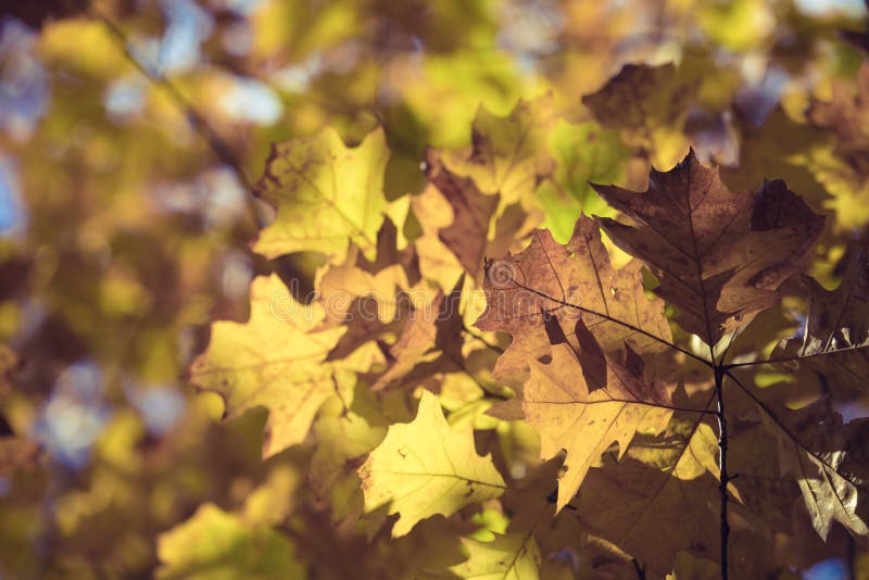 Autumn. Fall Scene. Beauty Nature Scene Trees and Leaves Stock Photo ...