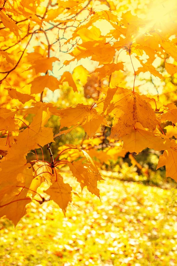 Autumn. Fall Scene with Falling Leaves Stock Photo - Image of gold ...