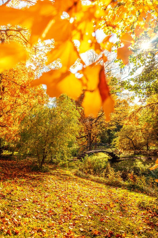 Autumn. Fall Scene with Falling Leaves Stock Photo - Image of autumn ...