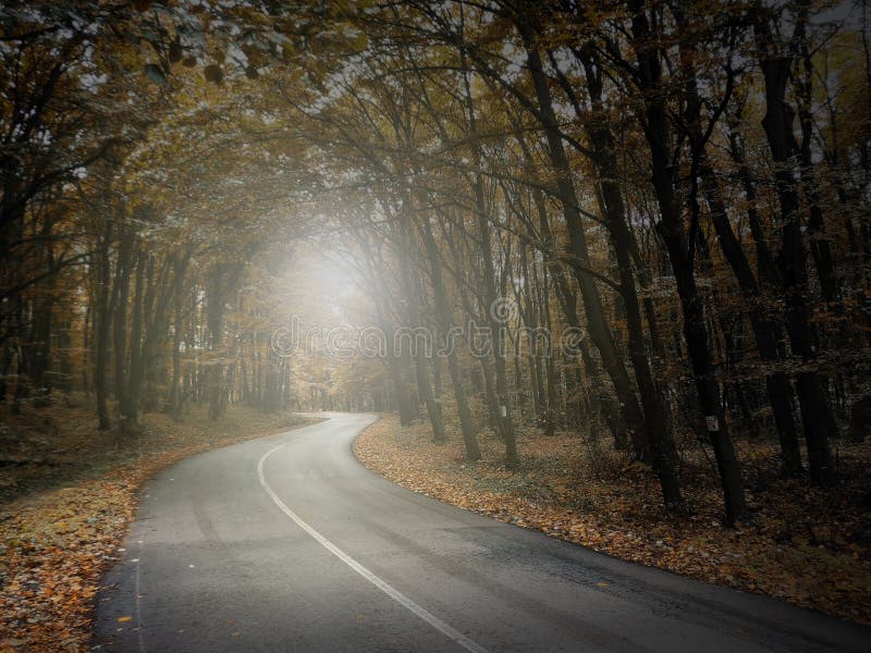 Autumn Fall Scene in Rainy Forest Stock Photo - Image of natural ...