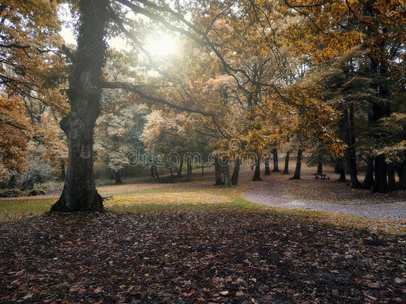 Autumn Fall Scene in Rainy Forest Stock Image - Image of outdoor, fall ...