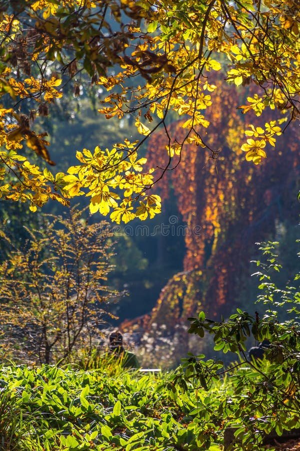 Autumn fall scenery stock photo. Image of fall, focus - 77518234