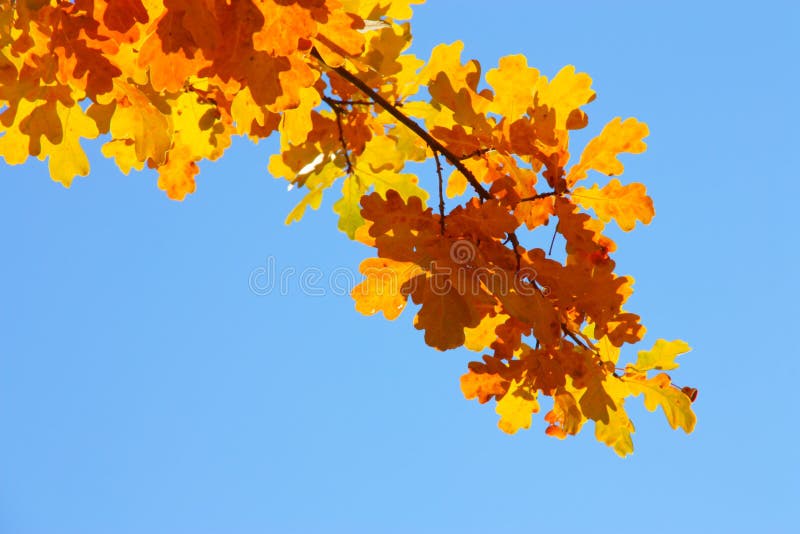 Autumn / Fall Sky Background - Golden Leaves Stock Photo - Image of ...