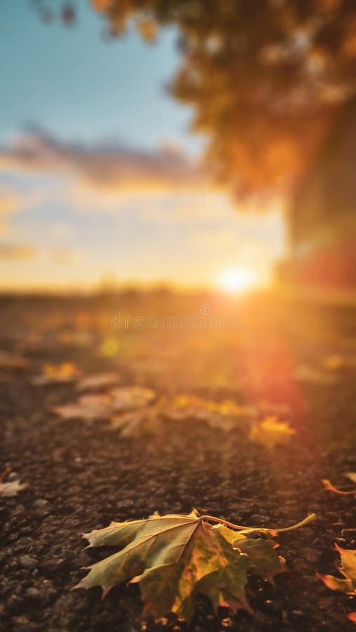 Autumn Fall Sunset Detail of Leaf Stock Image - Image of weather, leaf ...