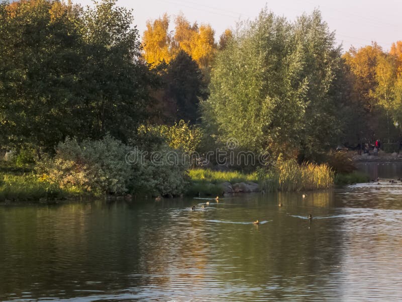 Autumn, Fall Time. Autumn City, Pond, Ducks Stock Image - Image of ...